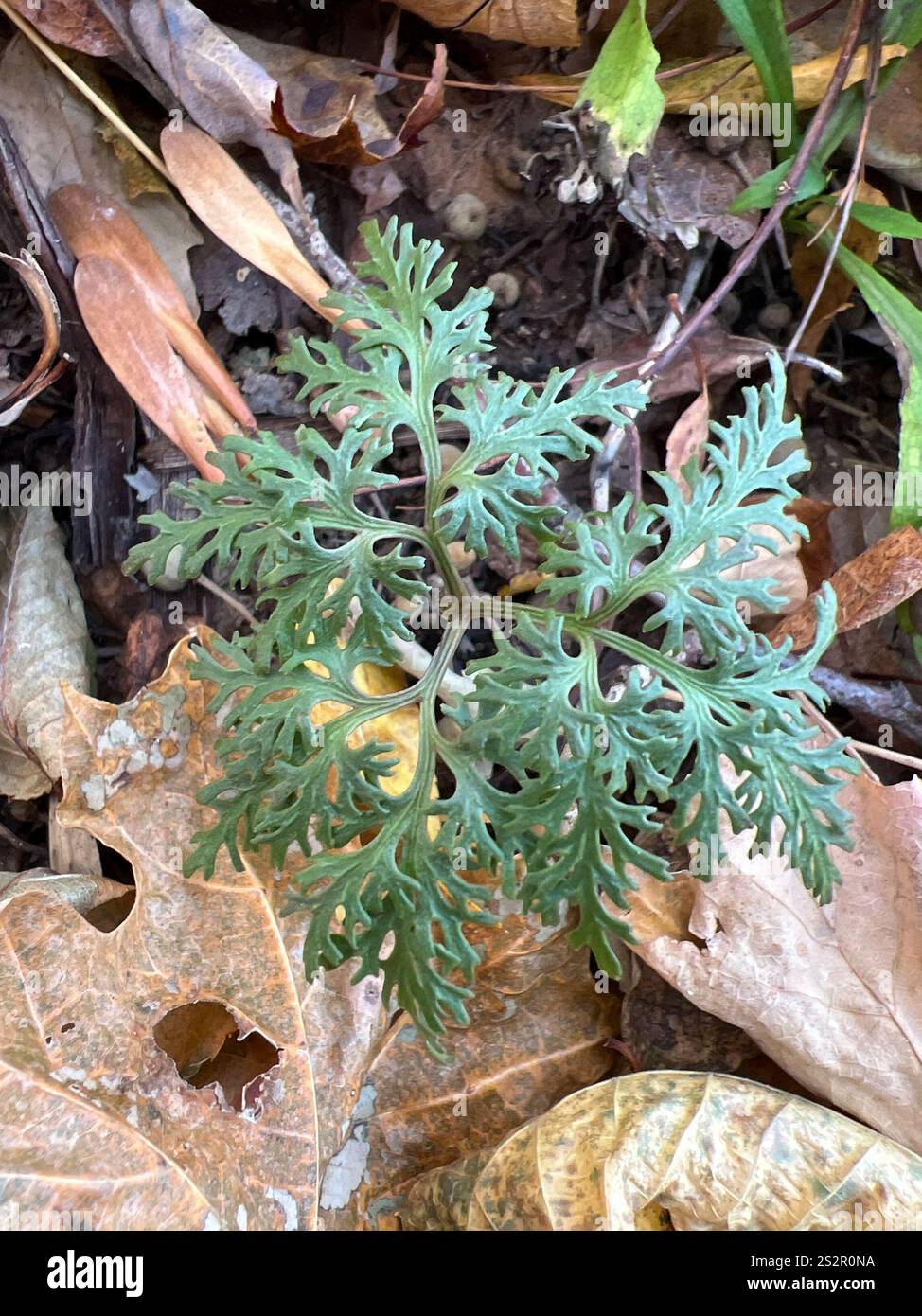Cutleaf Grapefern (Sceptridium dissectum Stock Photo - Alamy