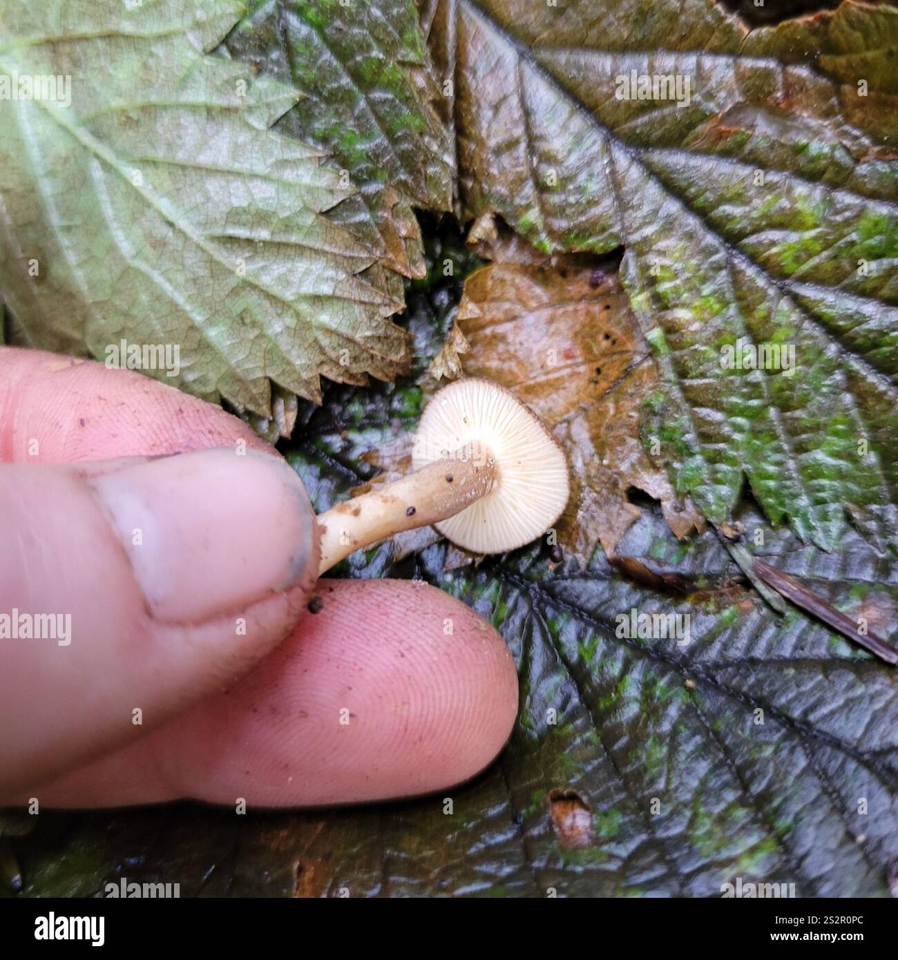 Velvety Milk Cap (Lactarius fallax Stock Photo - Alamy