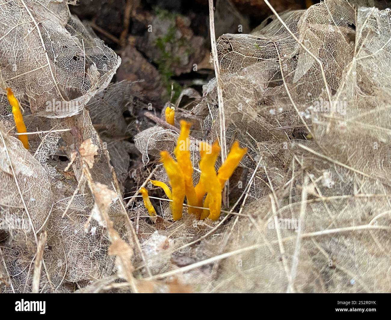 Golden Spindles (Clavulinopsis fusiformis Stock Photo - Alamy