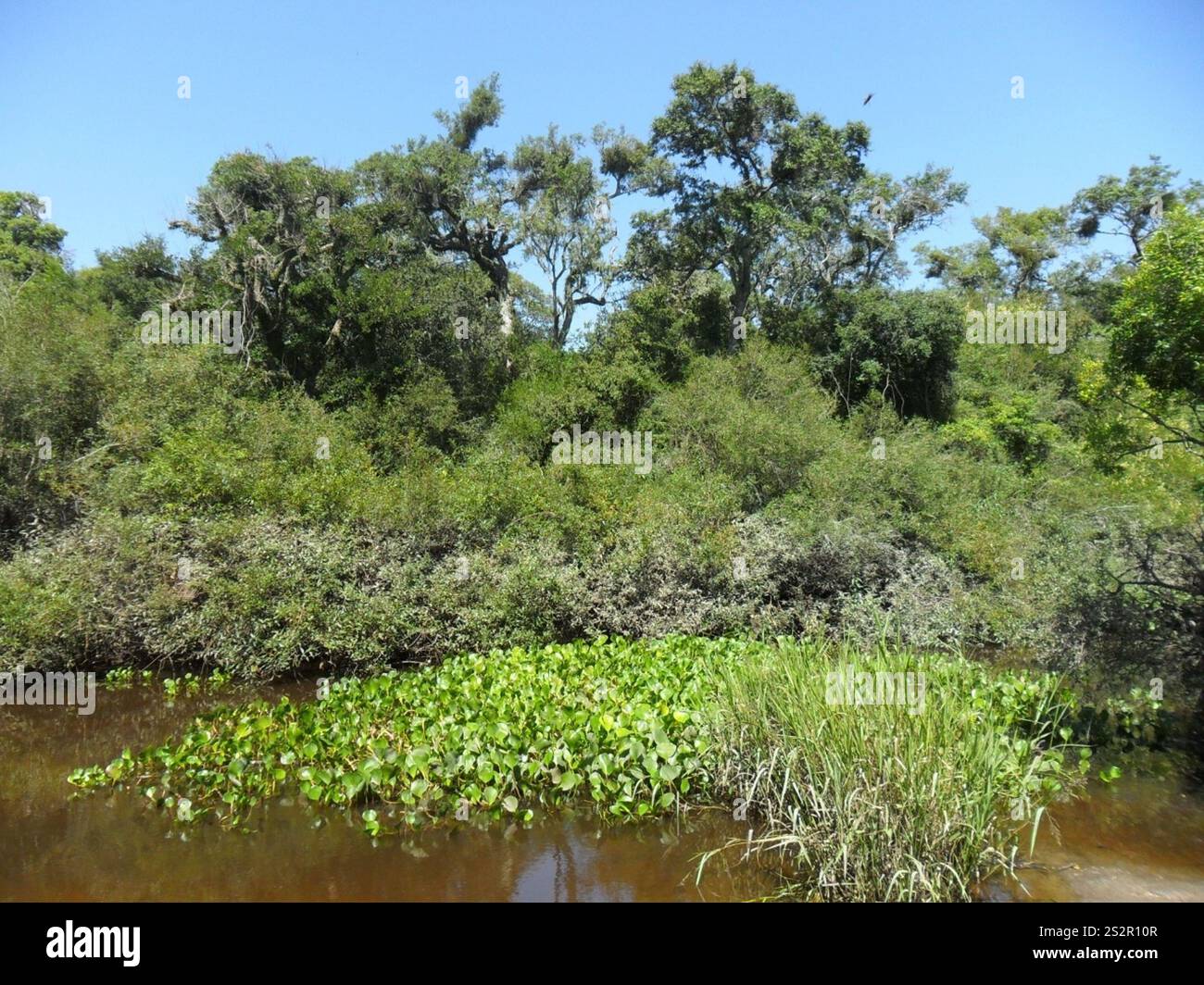 anchored water hyacinth (Pontederia azurea Stock Photo - Alamy
