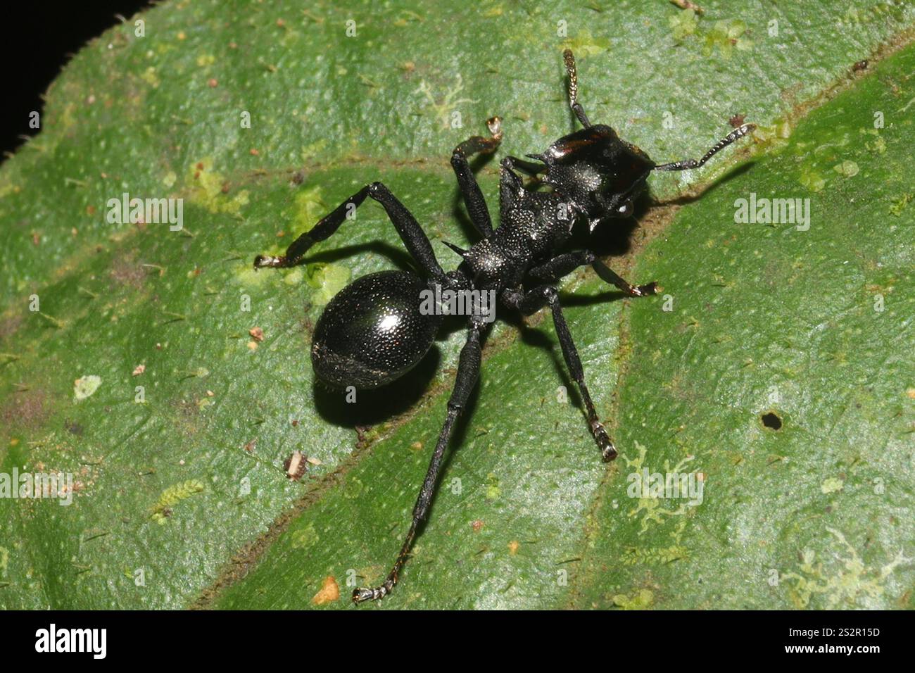 Common Giant Turtle Ant (Cephalotes atratus Stock Photo - Alamy