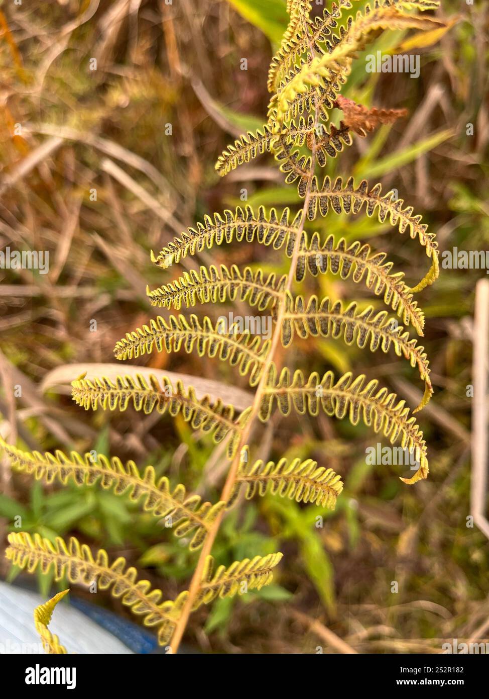 marsh fern (Thelypteris palustris Stock Photo - Alamy