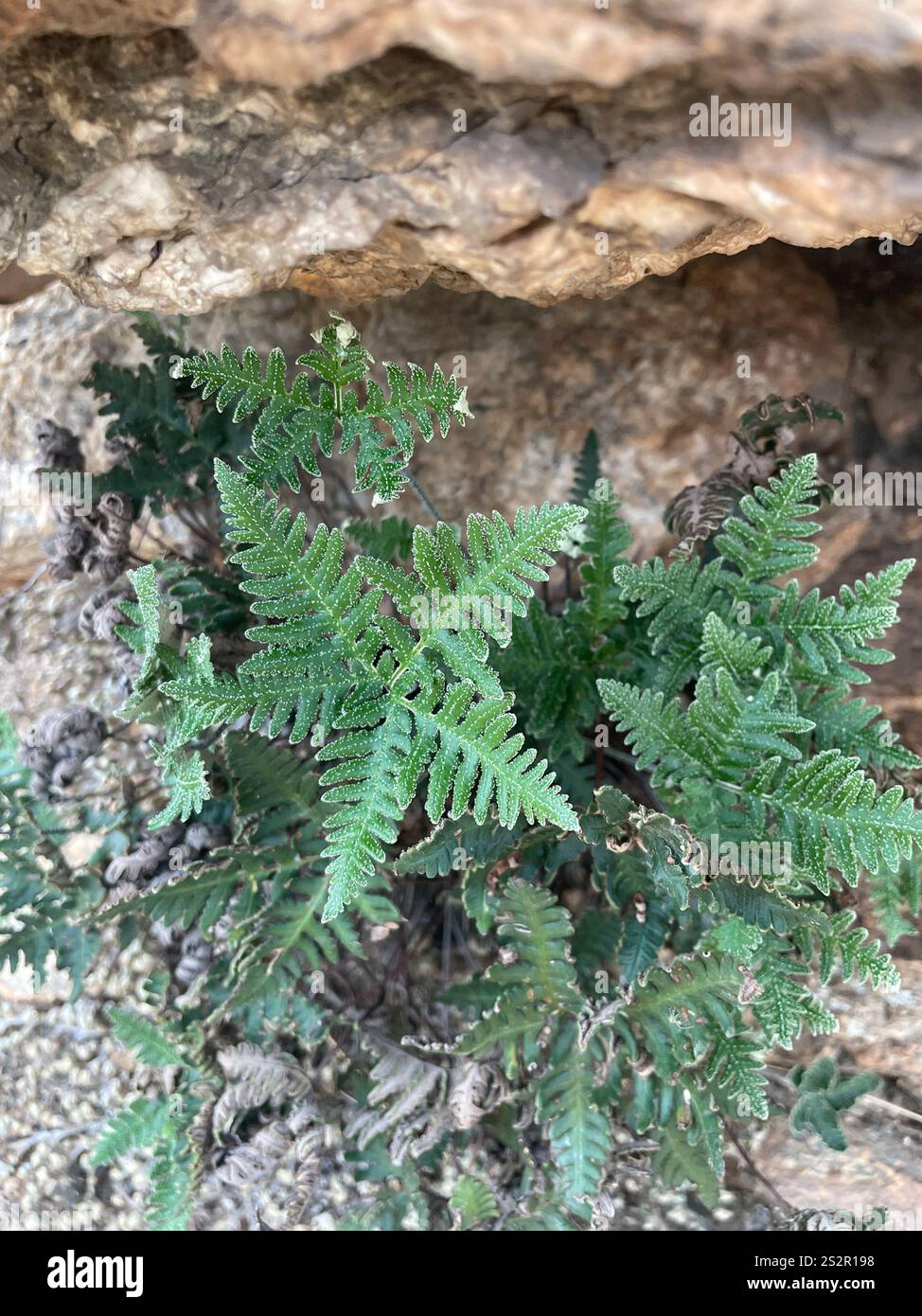 star cloak fern (Notholaena standleyi Stock Photo - Alamy