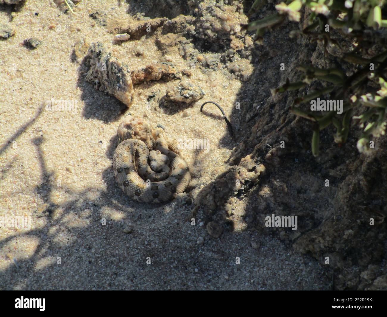 Horned Adder (Bitis caudalis Stock Photo - Alamy