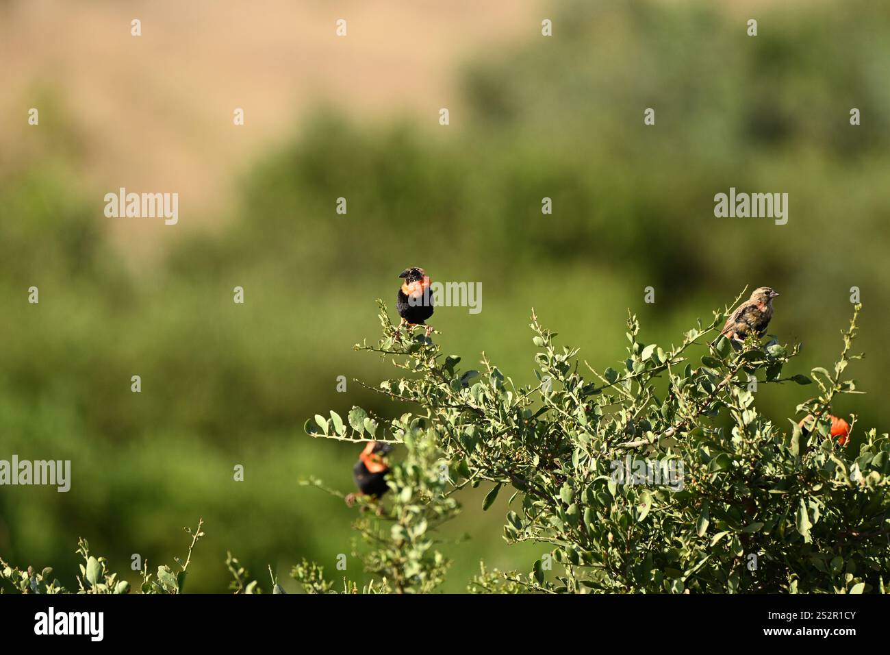 Red bishop bird, south africa Stock Photo - Alamy