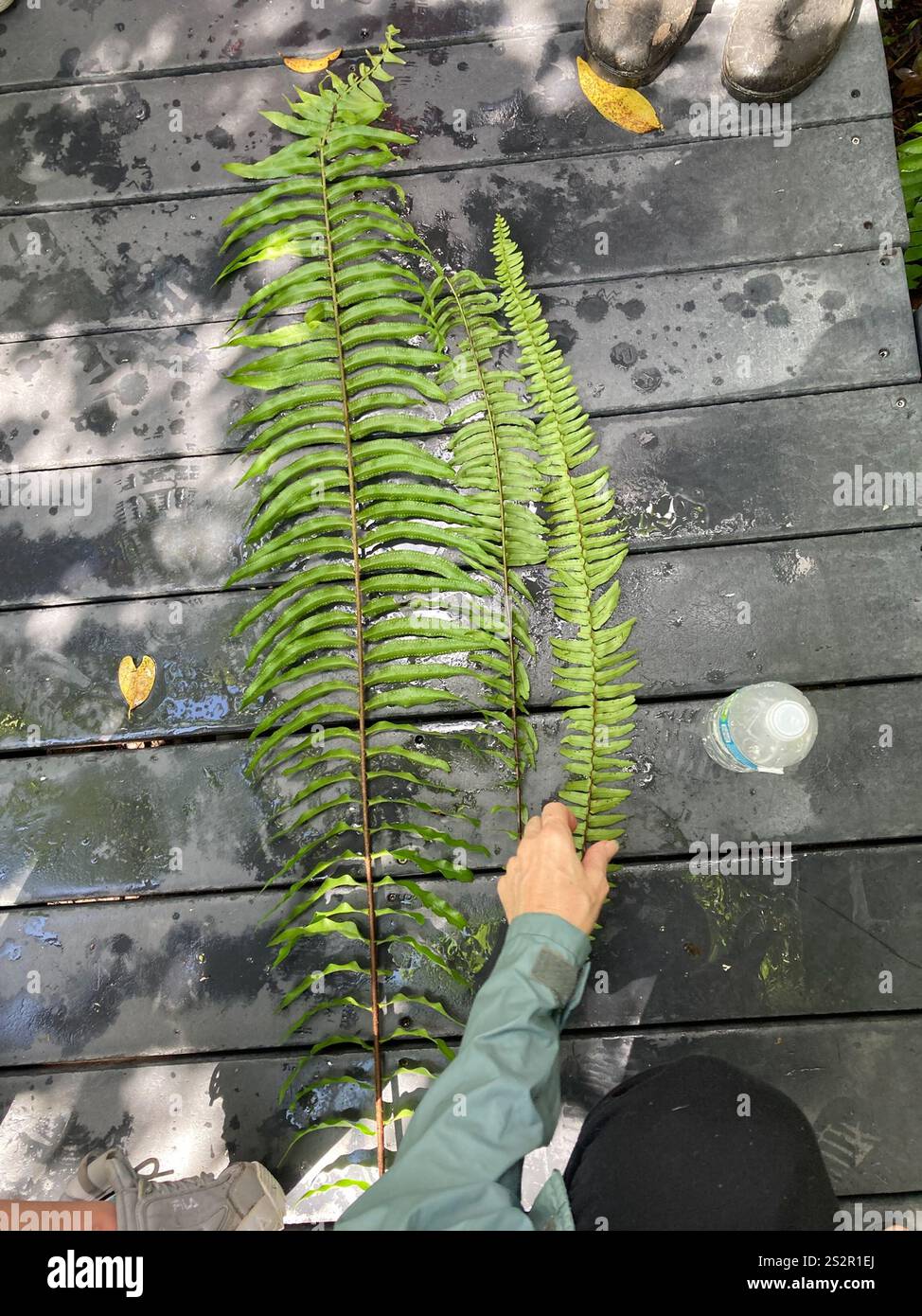 Broad Sword Fern (Nephrolepis biserrata Stock Photo - Alamy