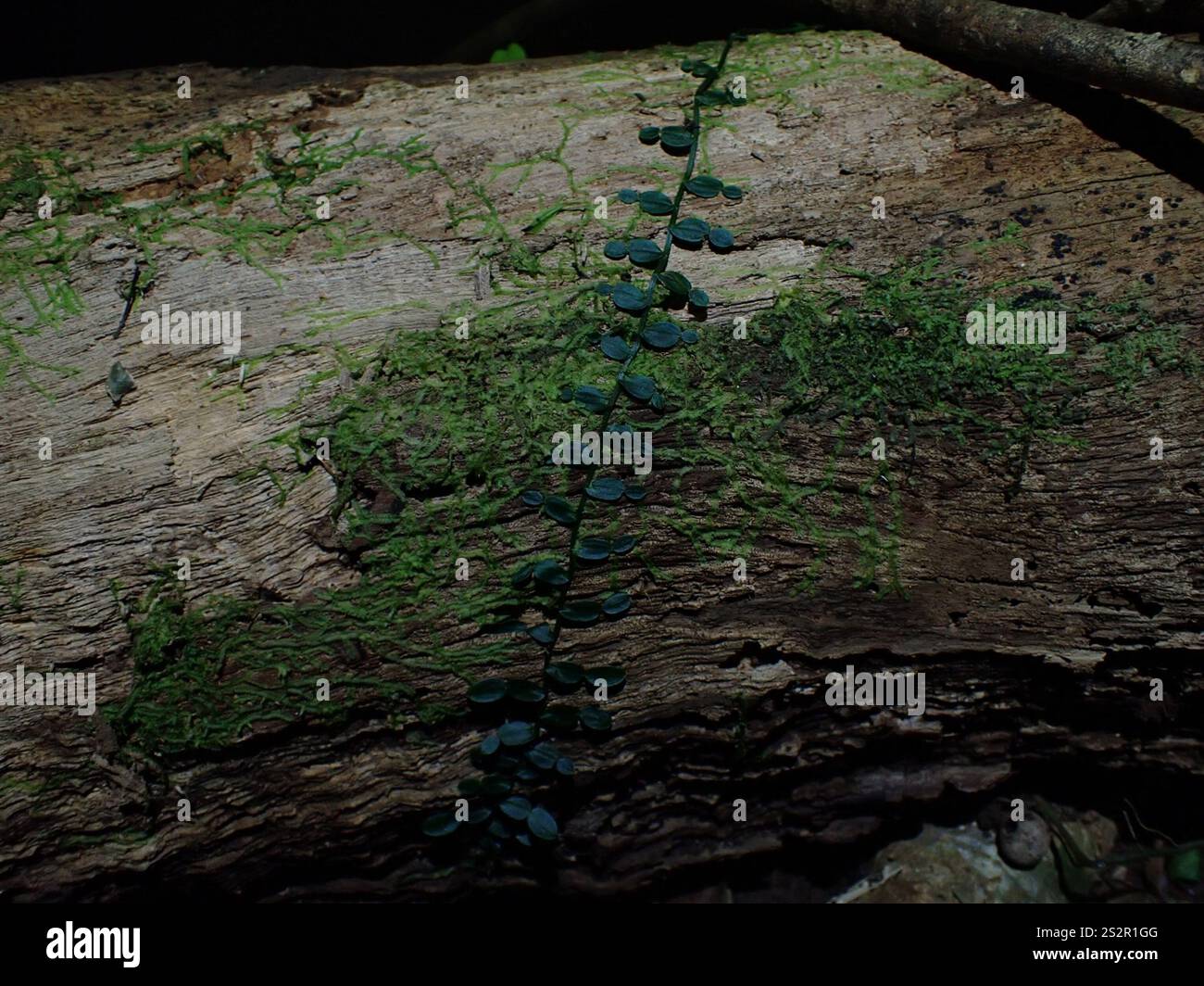 candle vine (Pothos longipes Stock Photo - Alamy