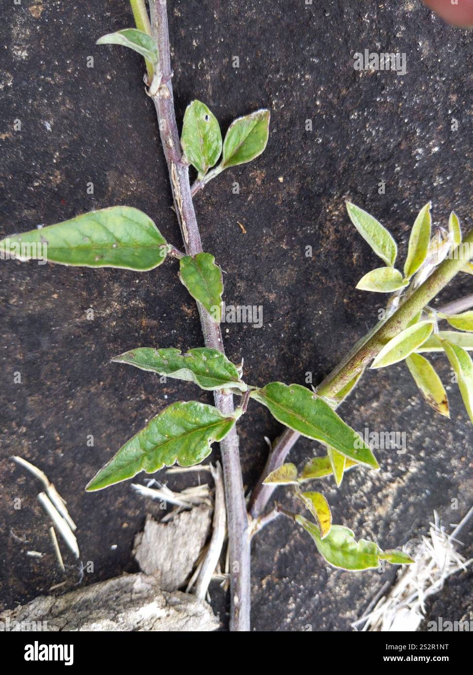 Phasey Bean (Macroptilium lathyroides Stock Photo - Alamy