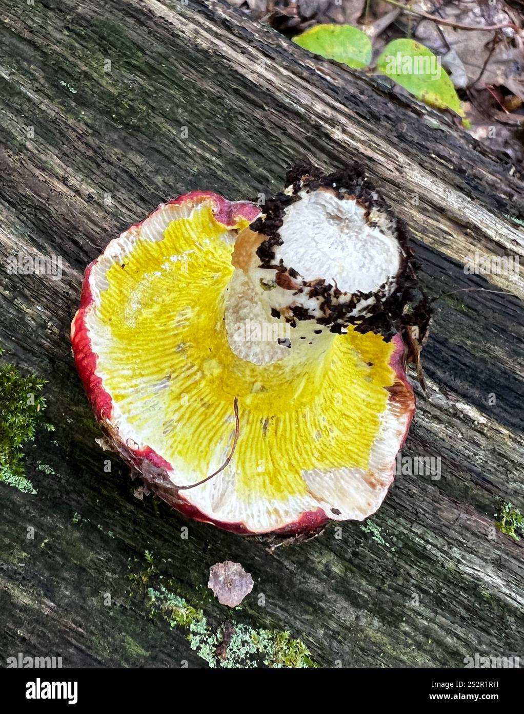 Yellow-green Russula Mold (Hypomyces luteovirens Stock Photo - Alamy
