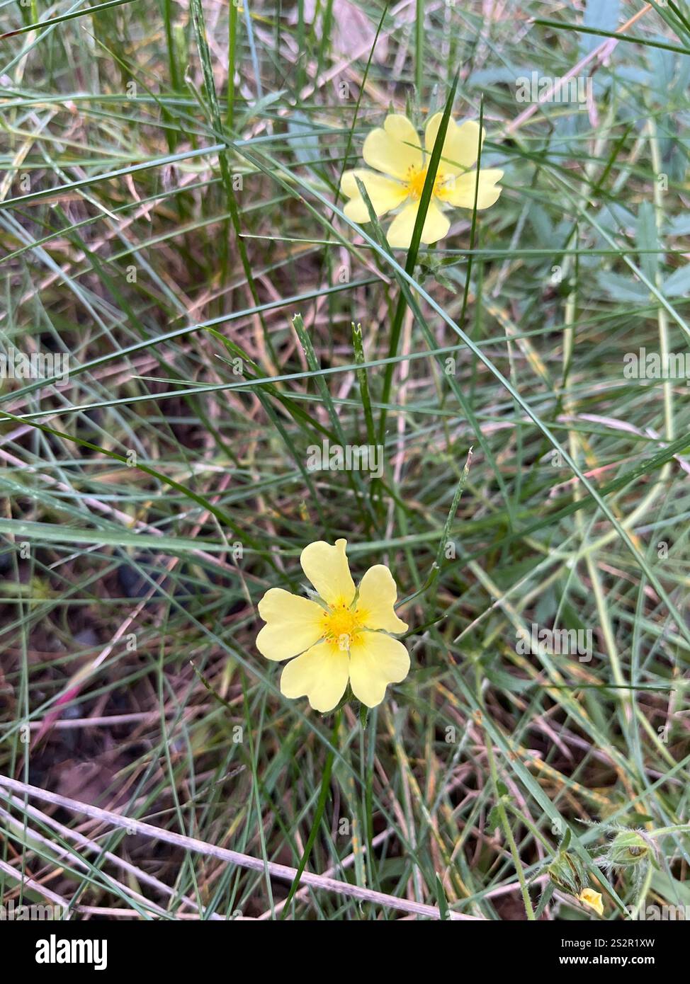 sulphur cinquefoil (Potentilla recta Stock Photo - Alamy