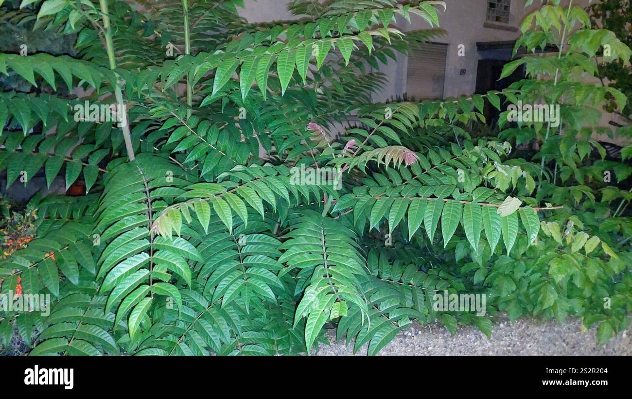tree-of-heaven (Ailanthus altissima Stock Photo - Alamy