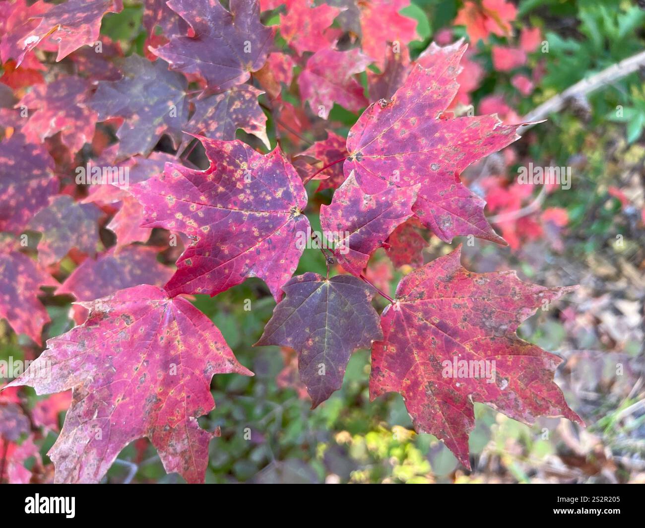 chalk maple (Acer leucoderme Stock Photo - Alamy