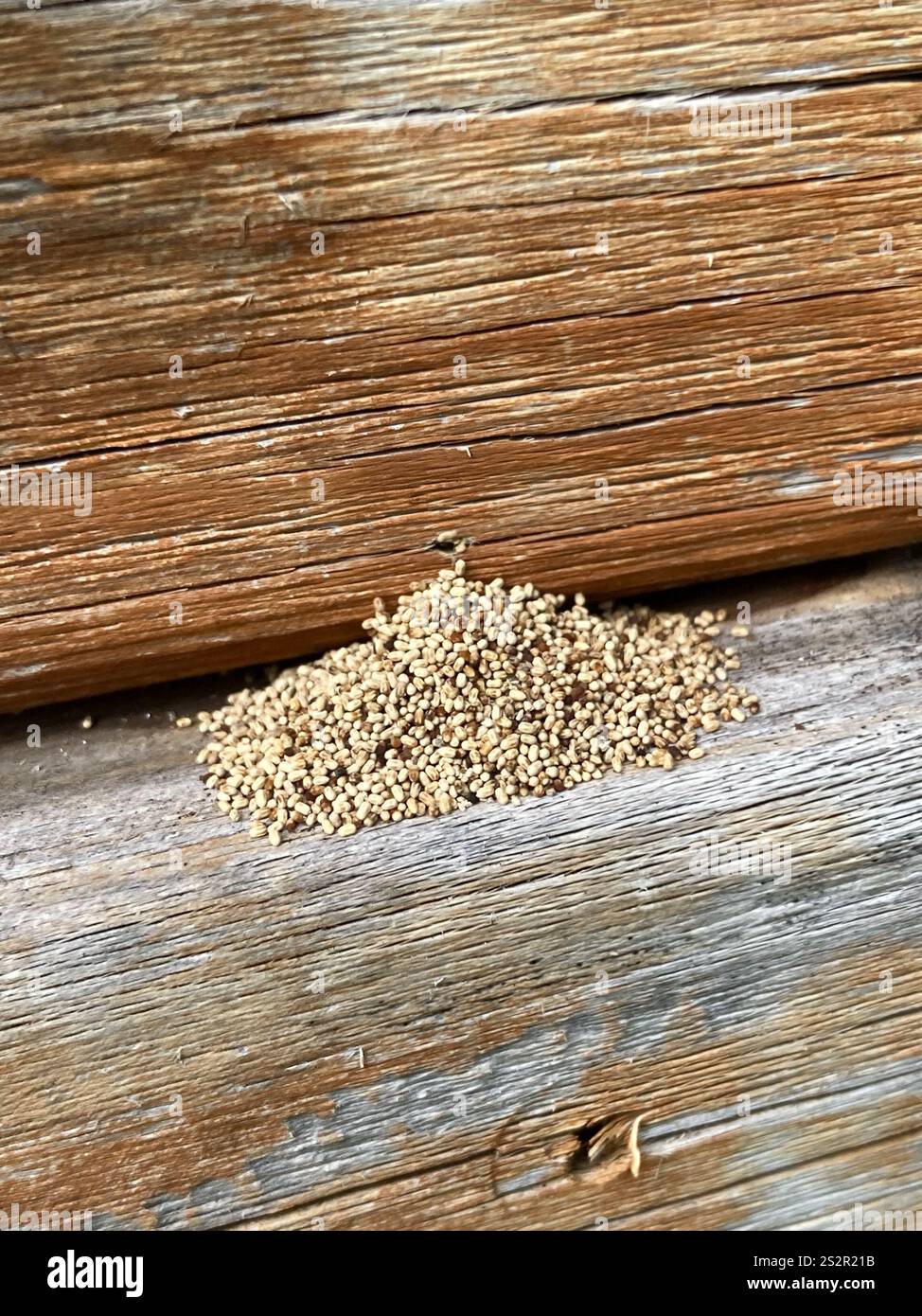 Drywood Termites (Kalotermitidae Stock Photo - Alamy