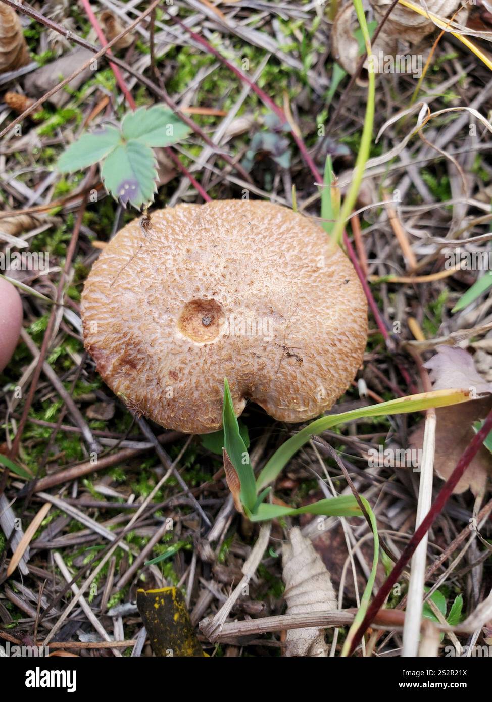 Western Painted Suillus (Suillus lakei Stock Photo - Alamy