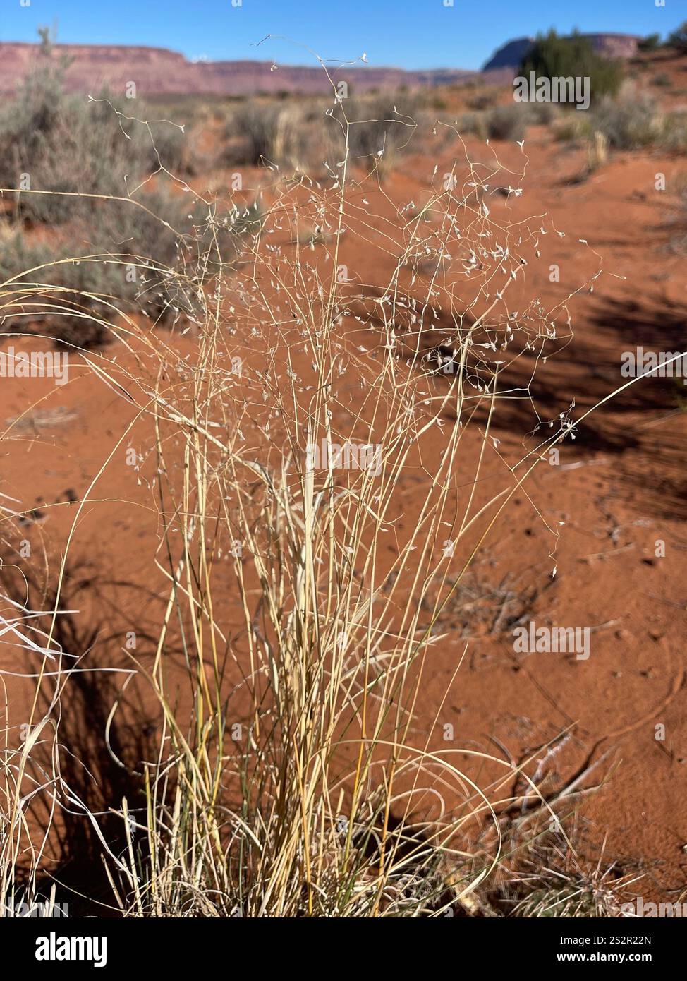 Sand Ricegrass (Eriocoma hymenoides Stock Photo - Alamy
