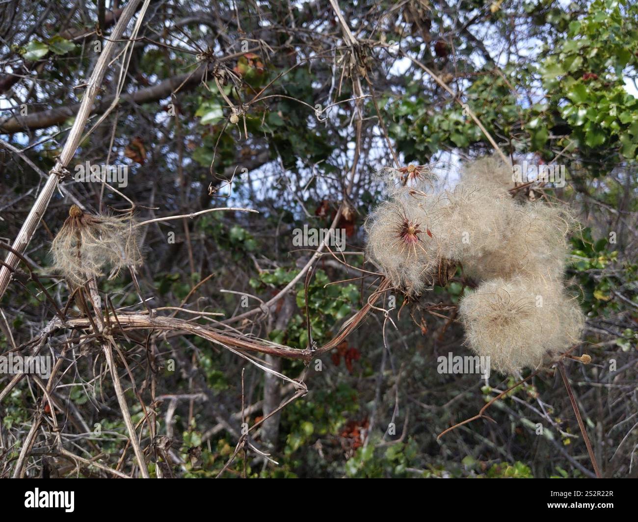 Pipestem Clematis (Clematis lasiantha Stock Photo - Alamy