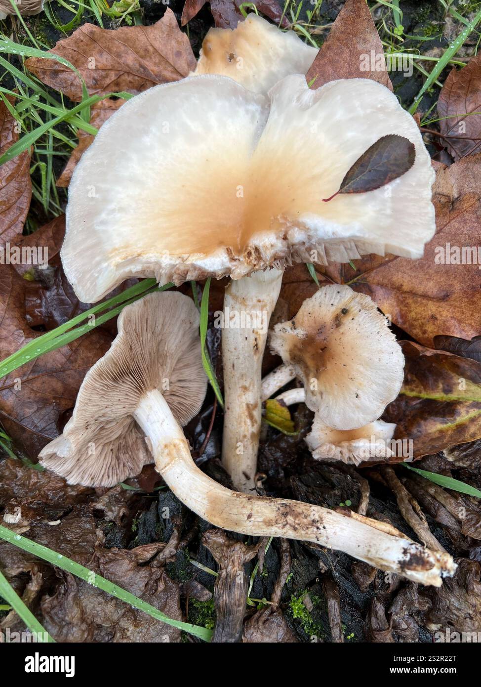 Poplar Fieldcap (Cyclocybe cylindracea Stock Photo - Alamy