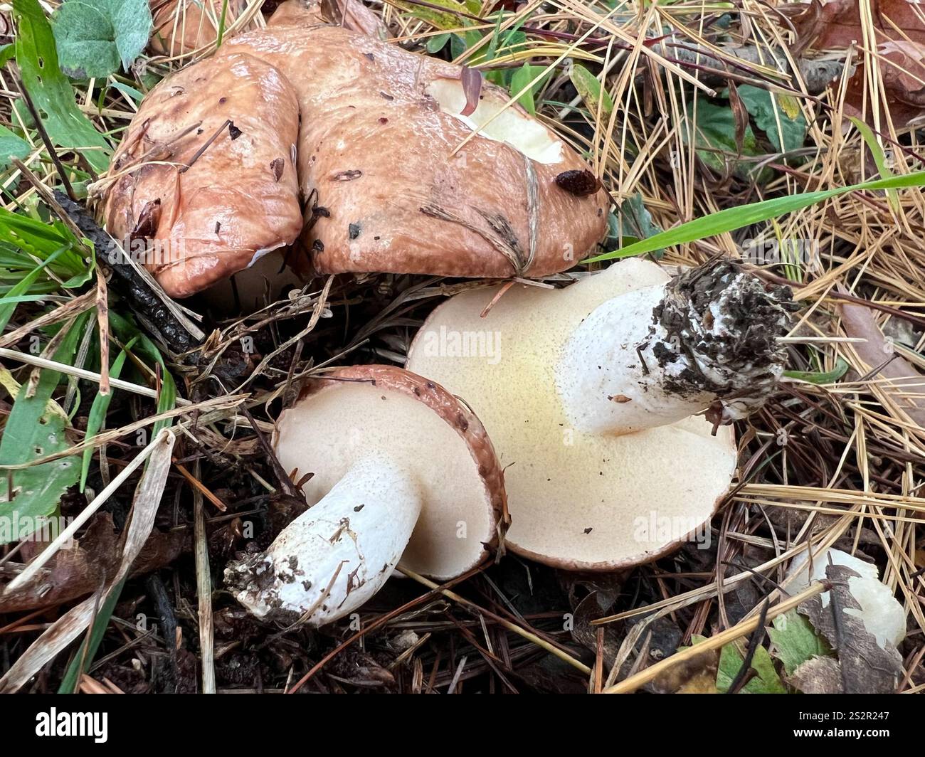 Butterball (Suillus weaverae Stock Photo - Alamy