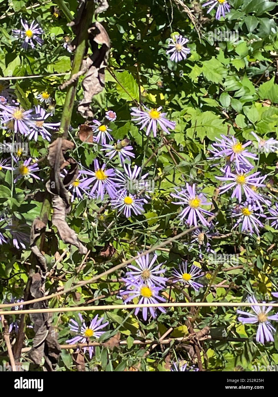 late purple aster (Symphyotrichum patens Stock Photo - Alamy