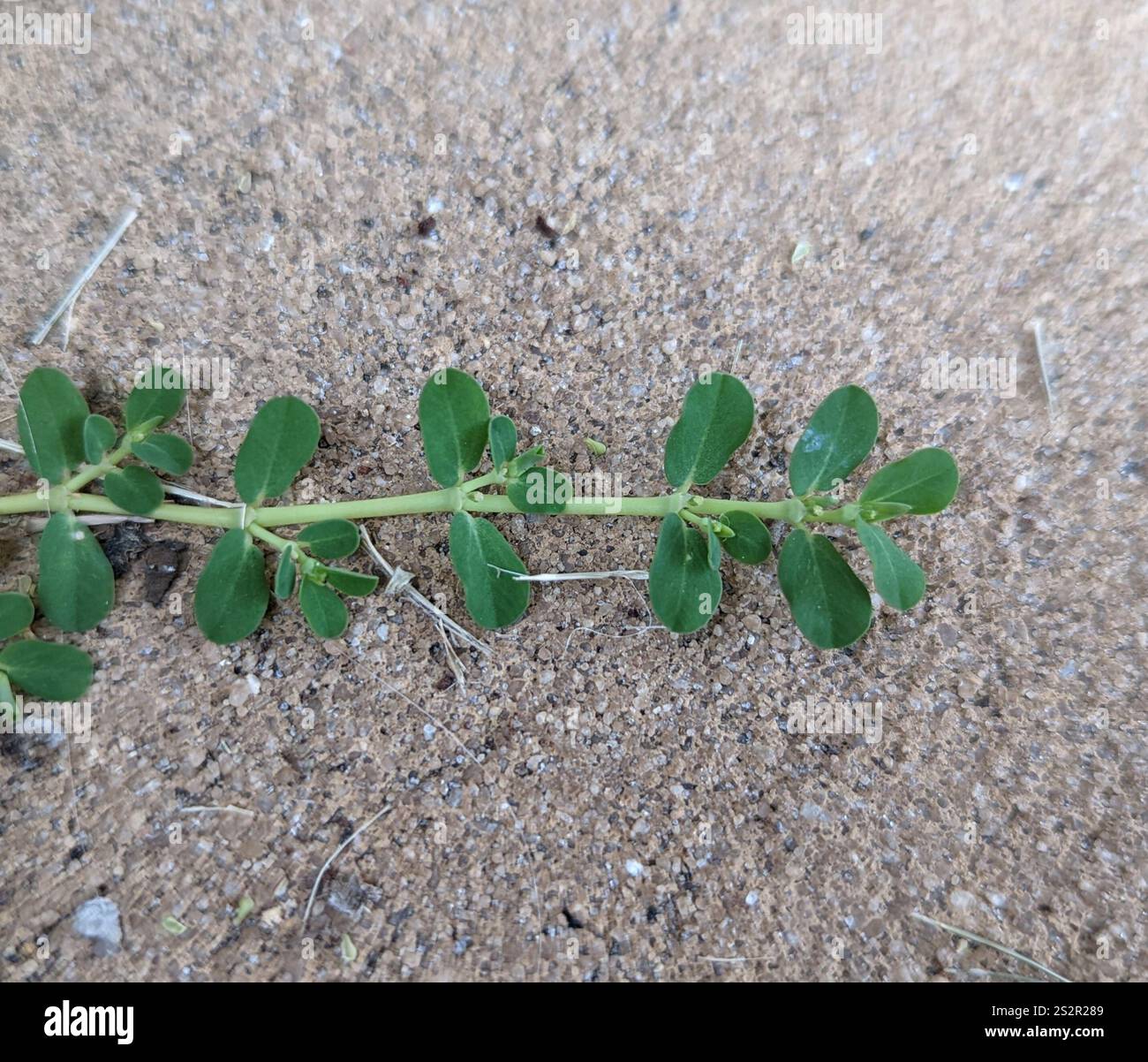 limestone sandmat (Euphorbia blodgettii Stock Photo - Alamy