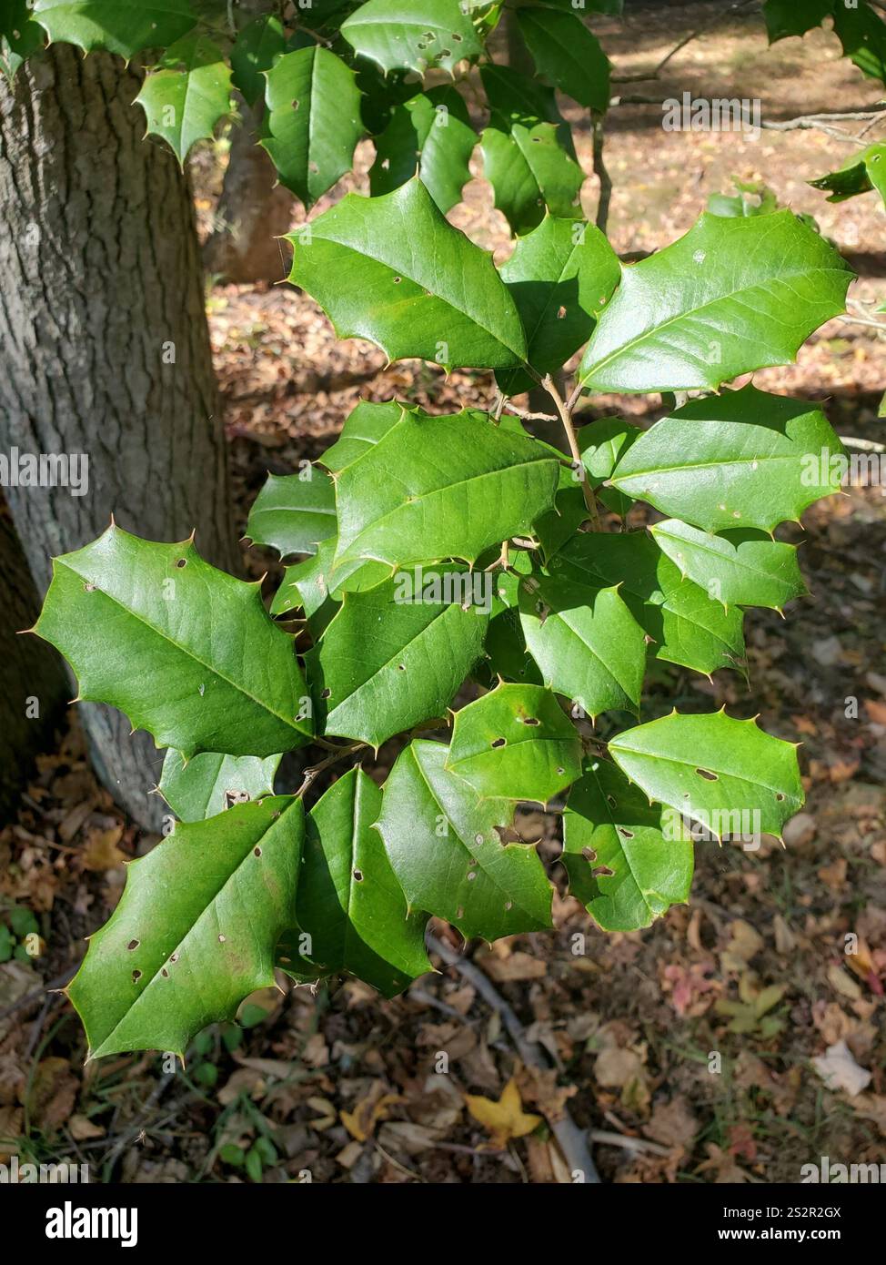 American holly (Ilex opaca Stock Photo - Alamy