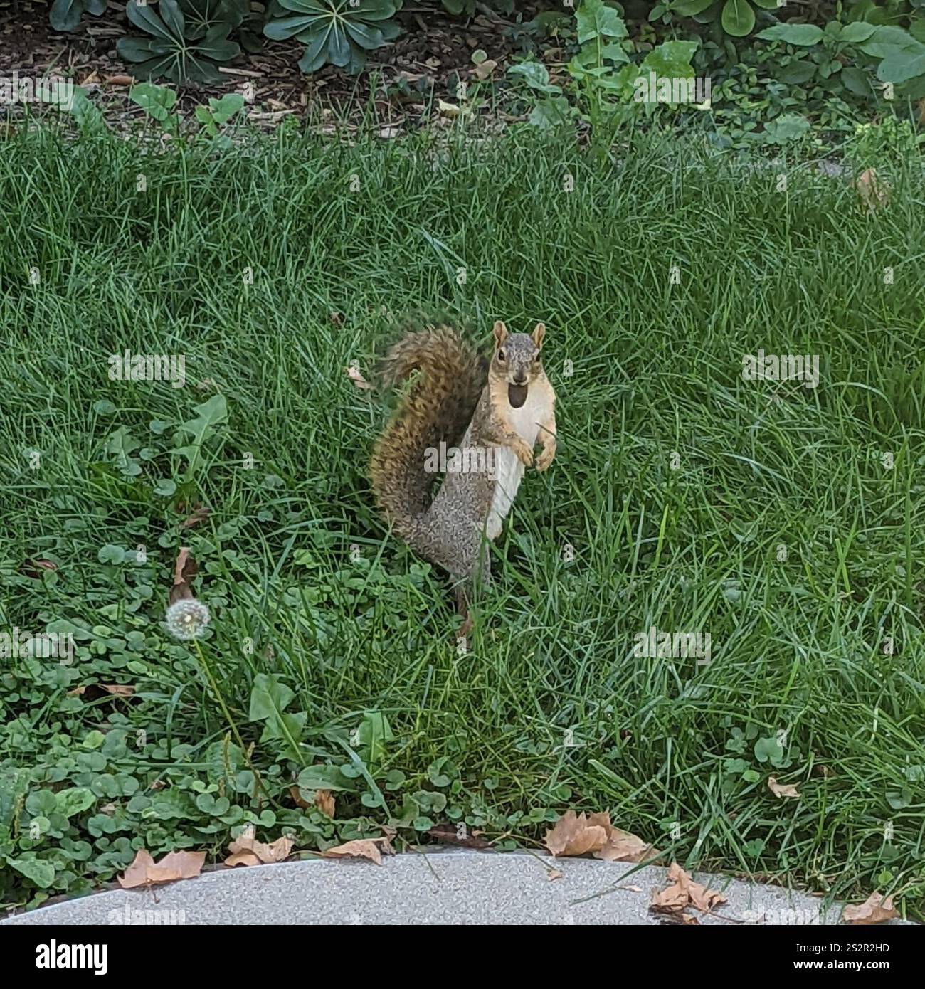 Eastern Fox Squirrel (Sciurus niger Stock Photo - Alamy