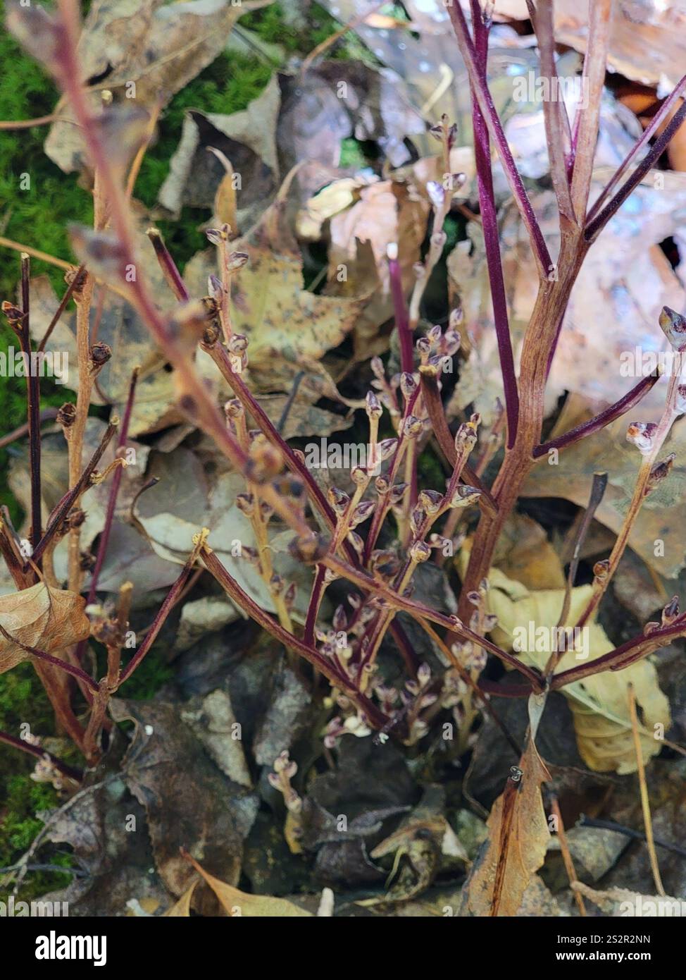 Beechdrops (Epifagus virginiana Stock Photo - Alamy