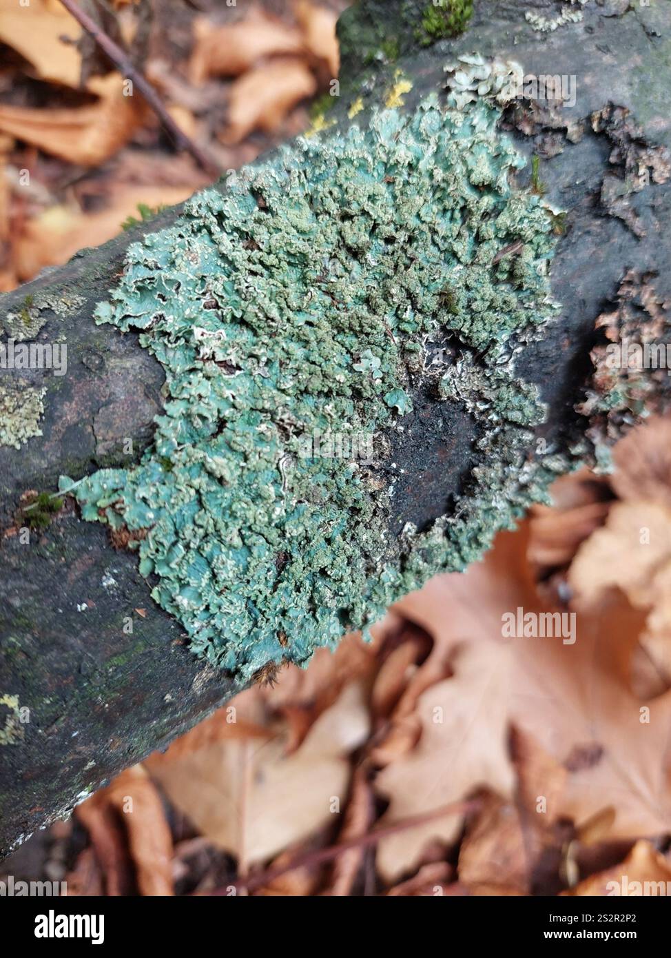common greenshield lichen (Flavoparmelia caperata Stock Photo - Alamy