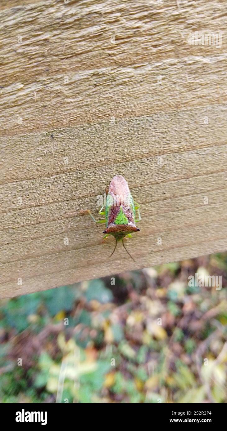 Hawthorn Shield Bug (Acanthosoma haemorrhoidale Stock Photo - Alamy