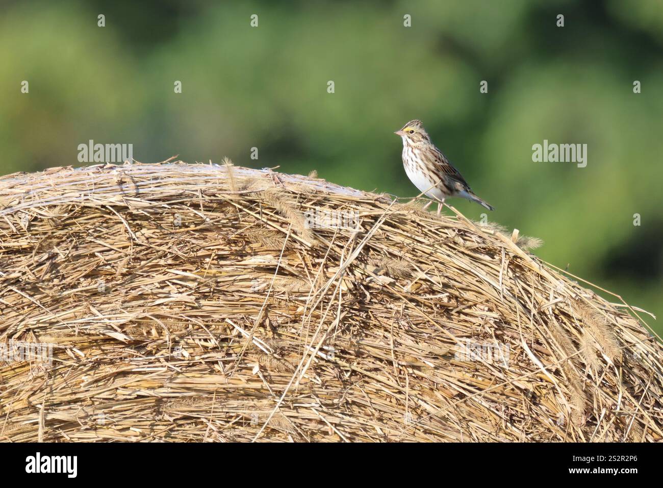 Savannah Sparrow (Passerculus sandwichensis Stock Photo - Alamy