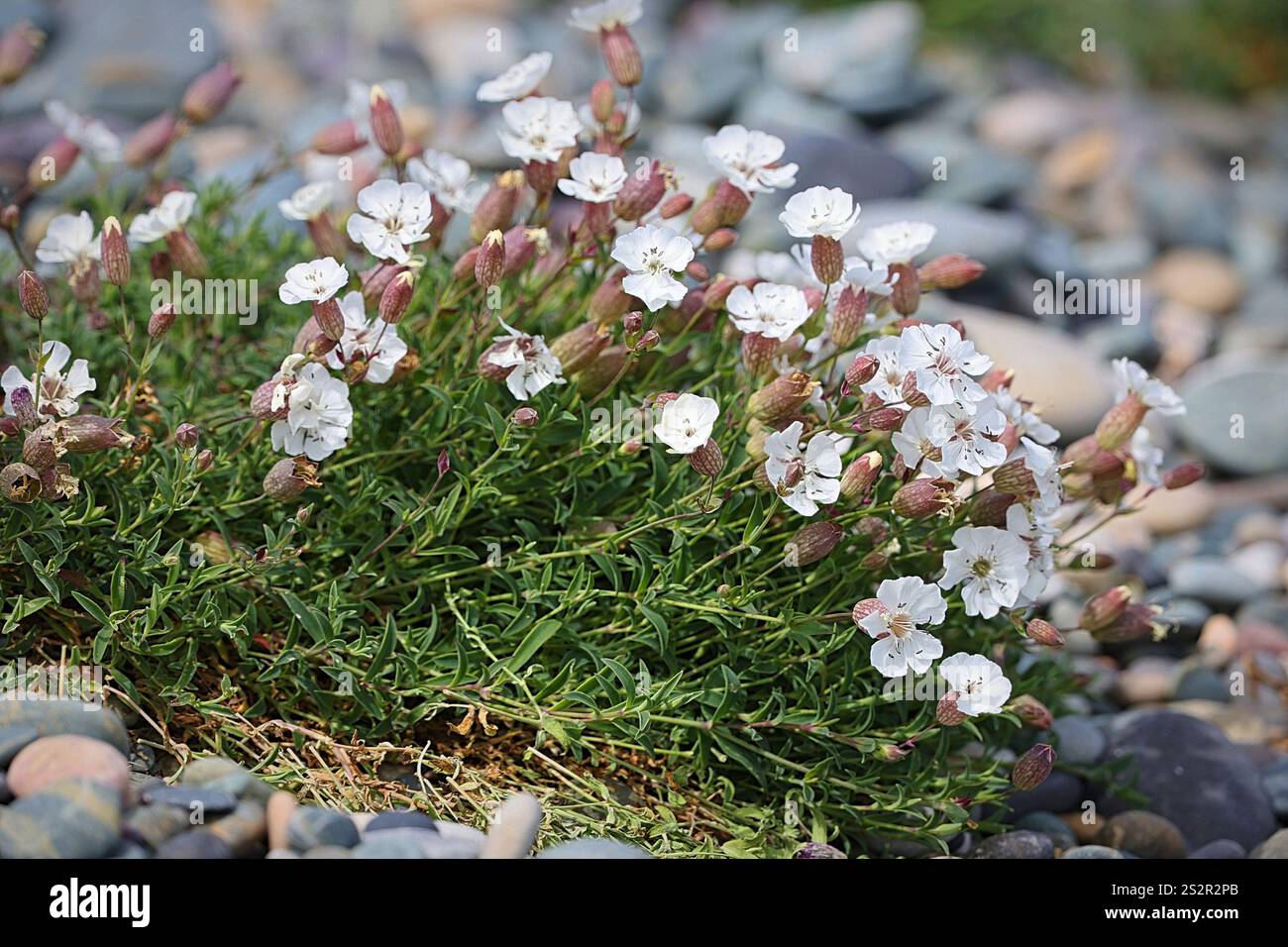 Sea Campion (Silene uniflora Stock Photo - Alamy