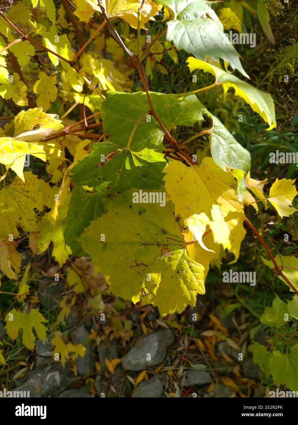 riverbank grape (Vitis riparia Stock Photo - Alamy