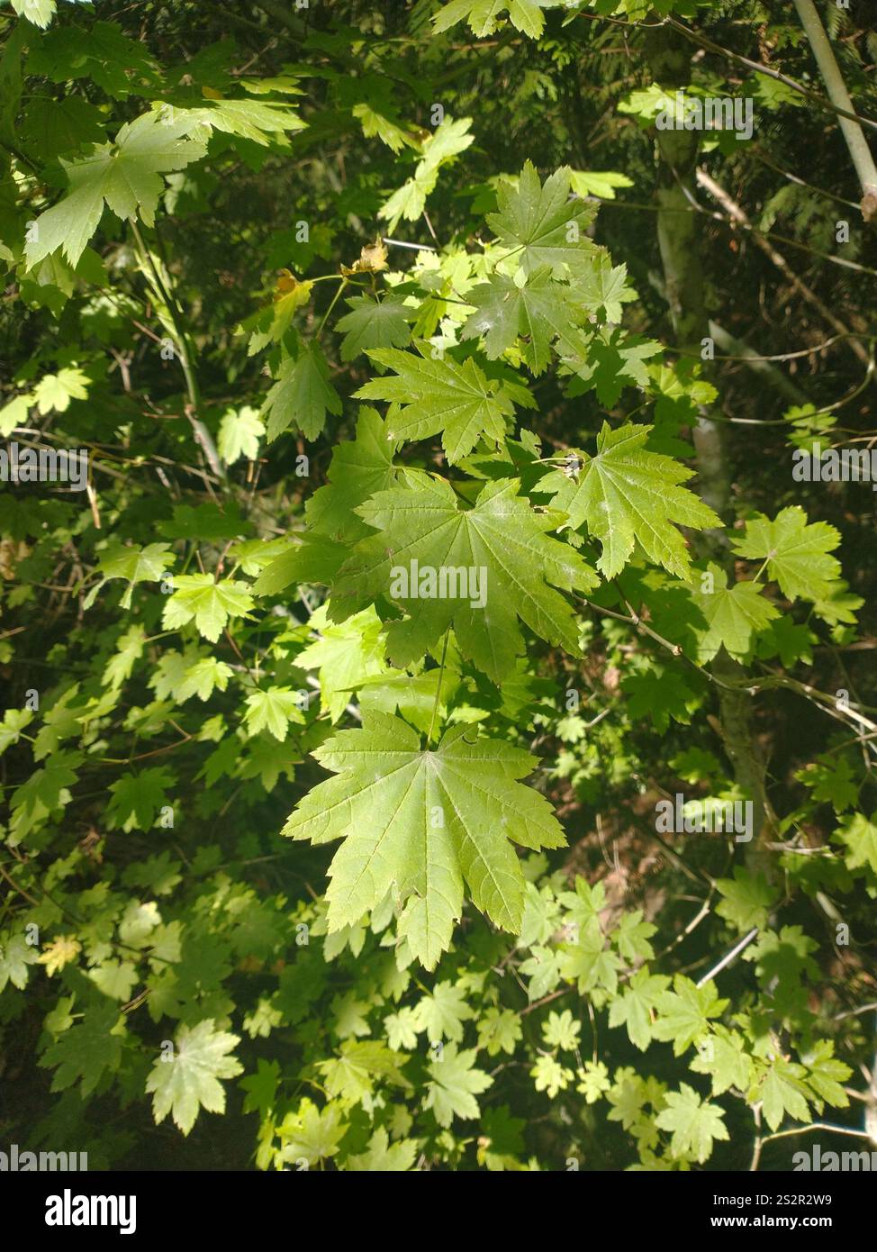 Vine Maple (Acer circinatum Stock Photo - Alamy