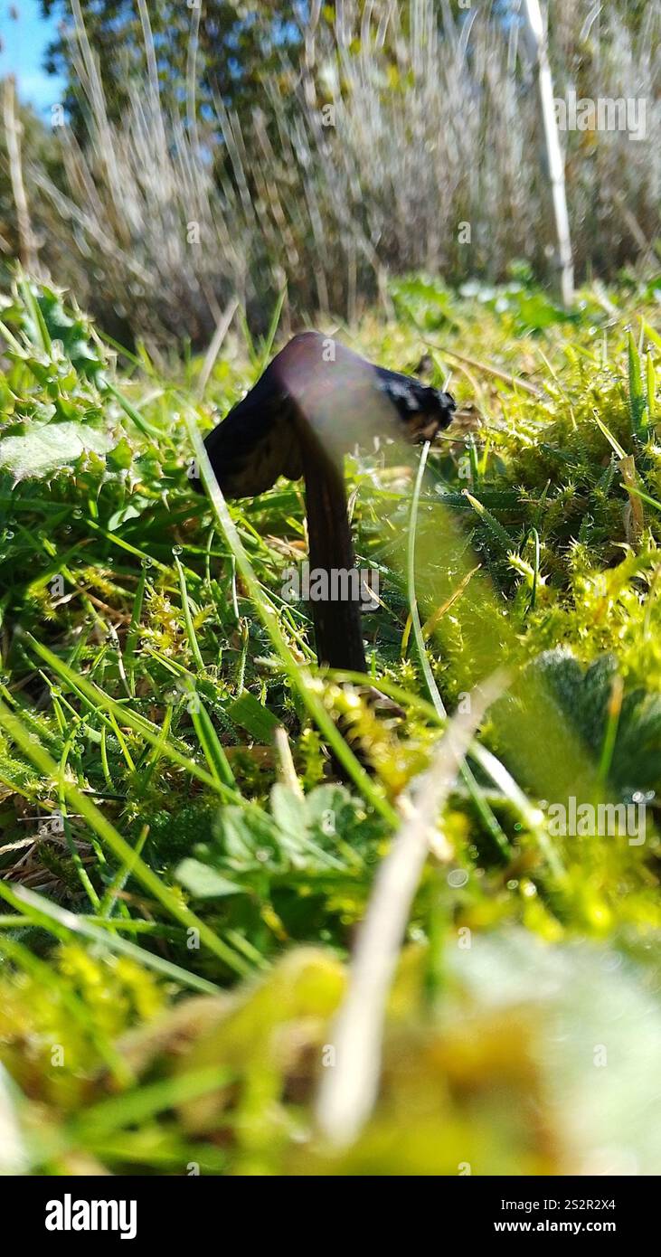 Witch's Hat (Hygrocybe conica Stock Photo - Alamy