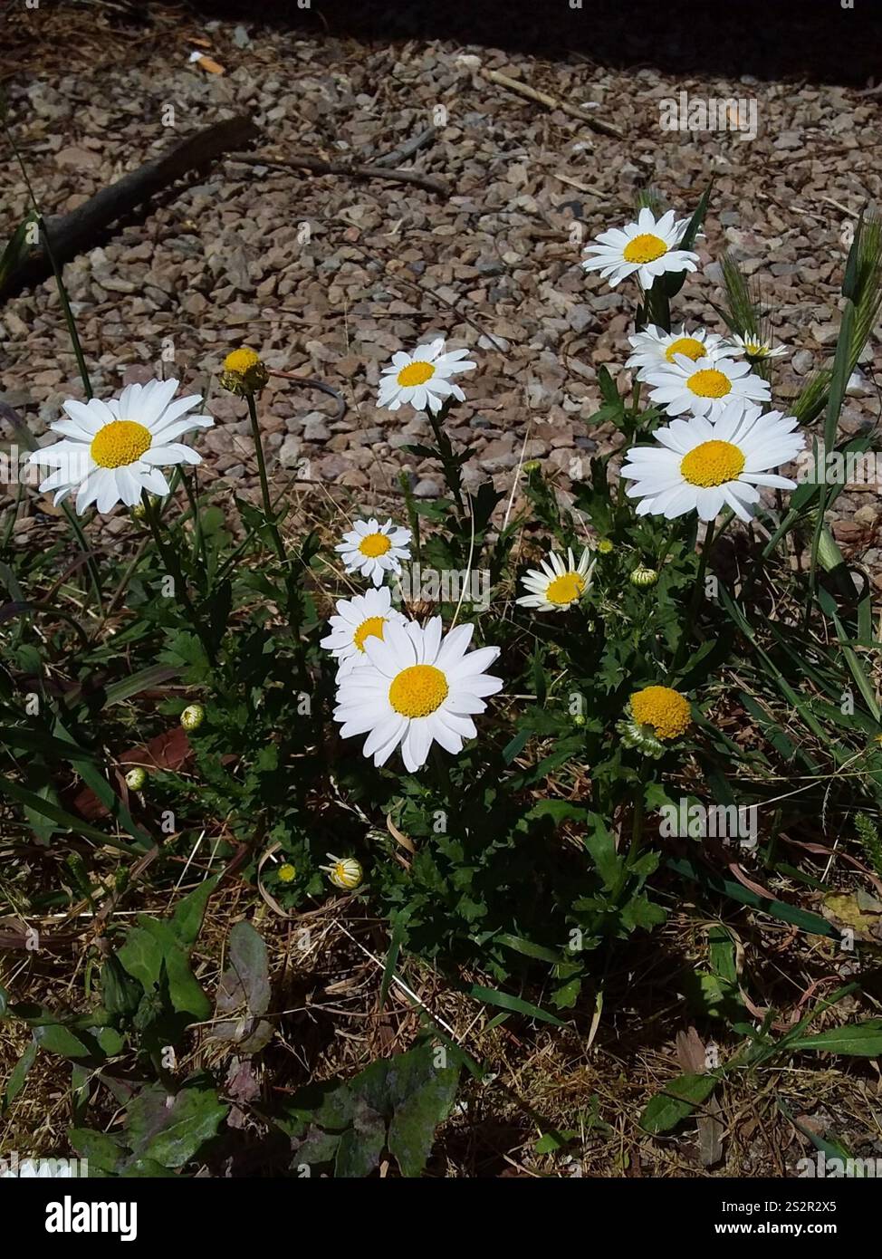 Chamomiles, yarrows, and allies (Anthemideae Stock Photo - Alamy