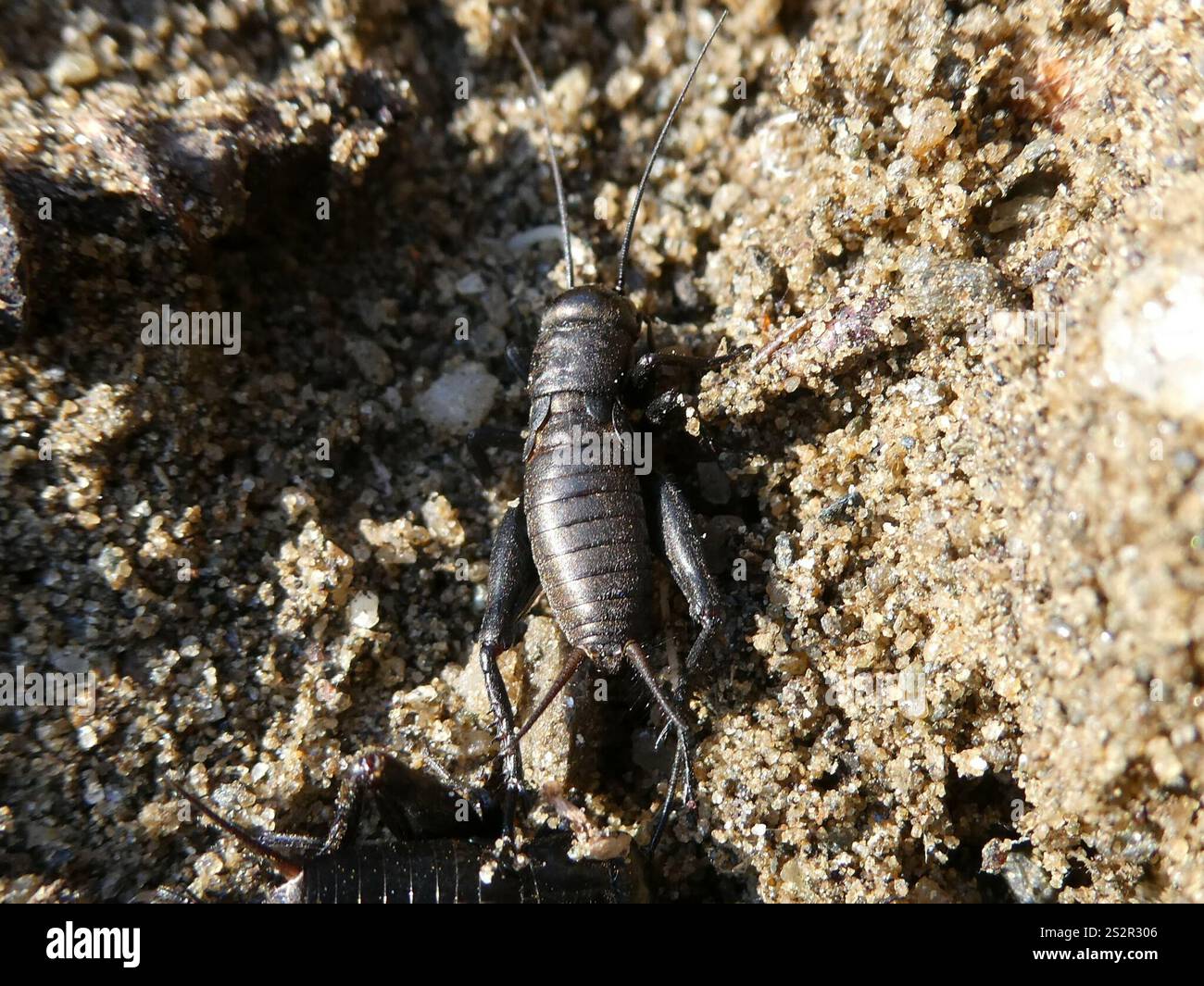 Spring Field Cricket (Gryllus veletis Stock Photo - Alamy
