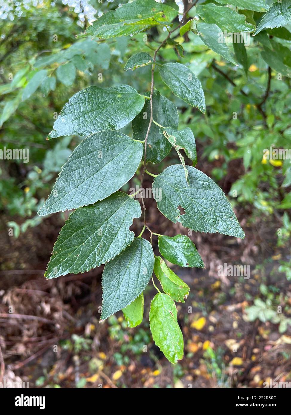 sugar hackberry (Celtis laevigata Stock Photo - Alamy