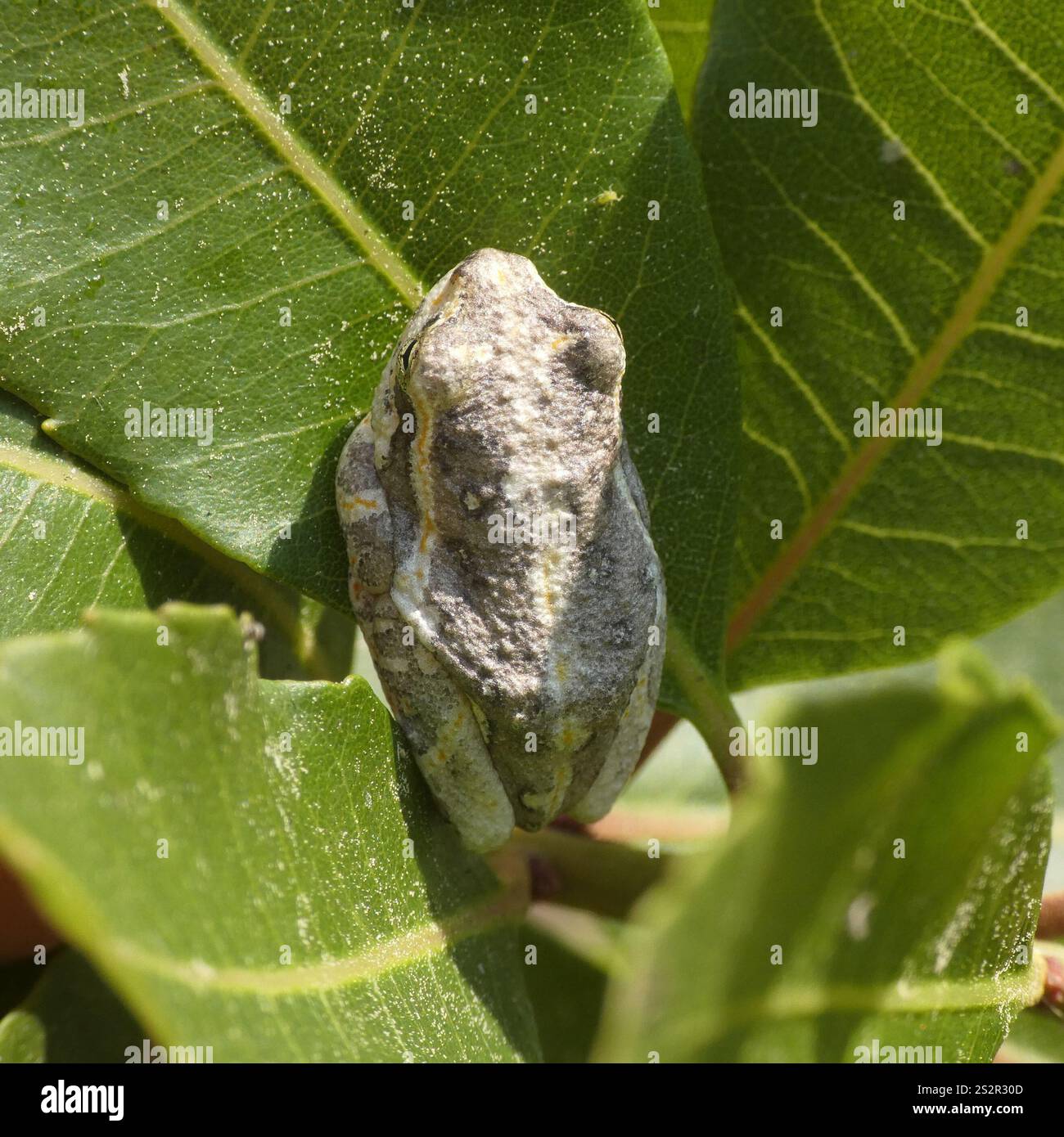 Reed Frogs (Hyperolius Stock Photo - Alamy