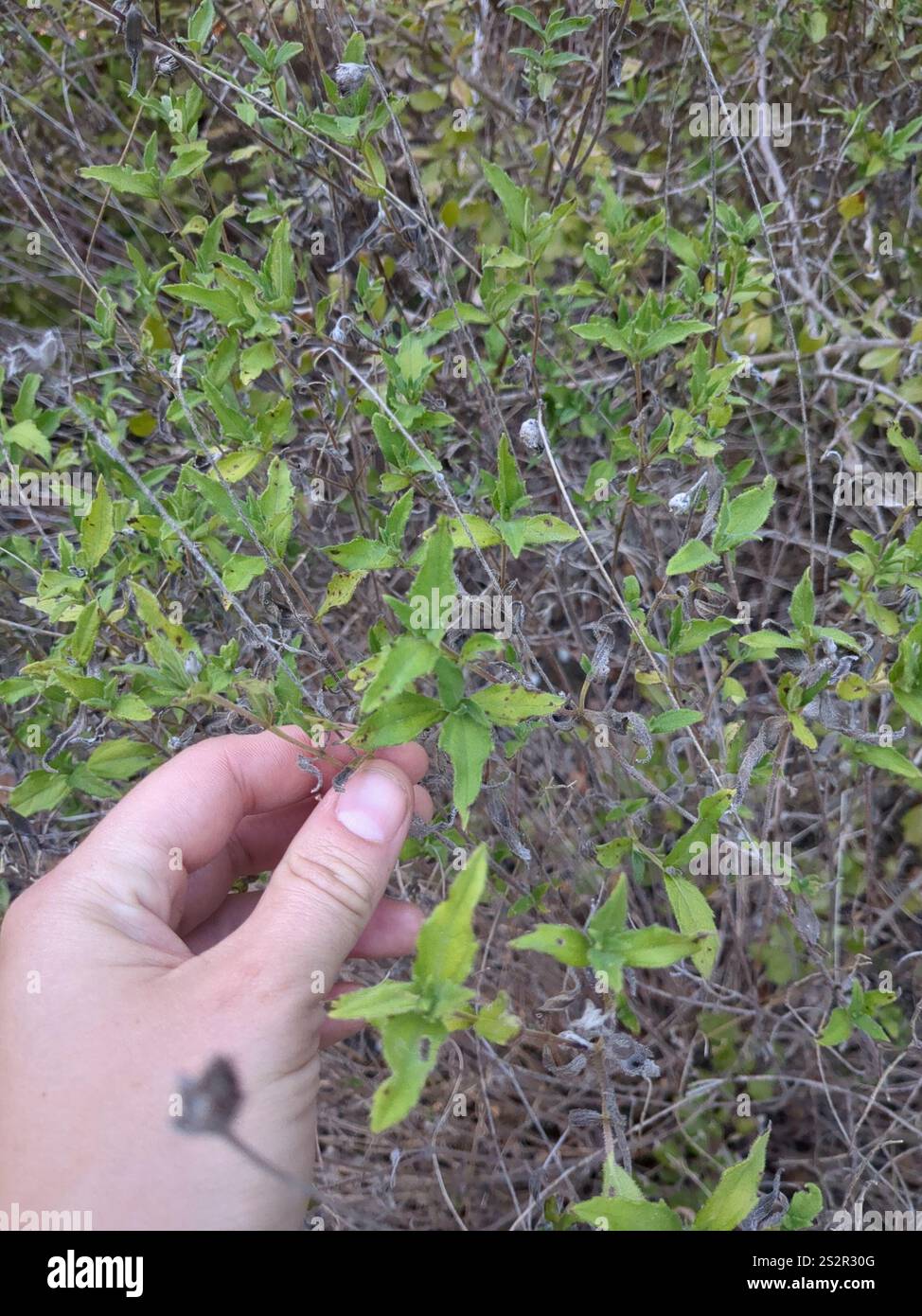Texas creeping-oxeye (Wedelia hispida Stock Photo - Alamy
