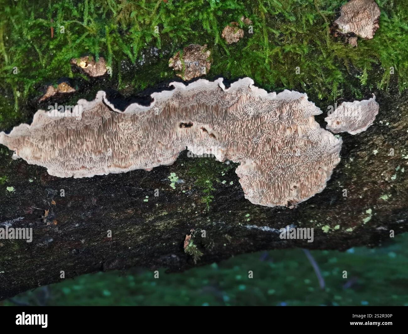 Common Mazegill (Datronia mollis Stock Photo - Alamy
