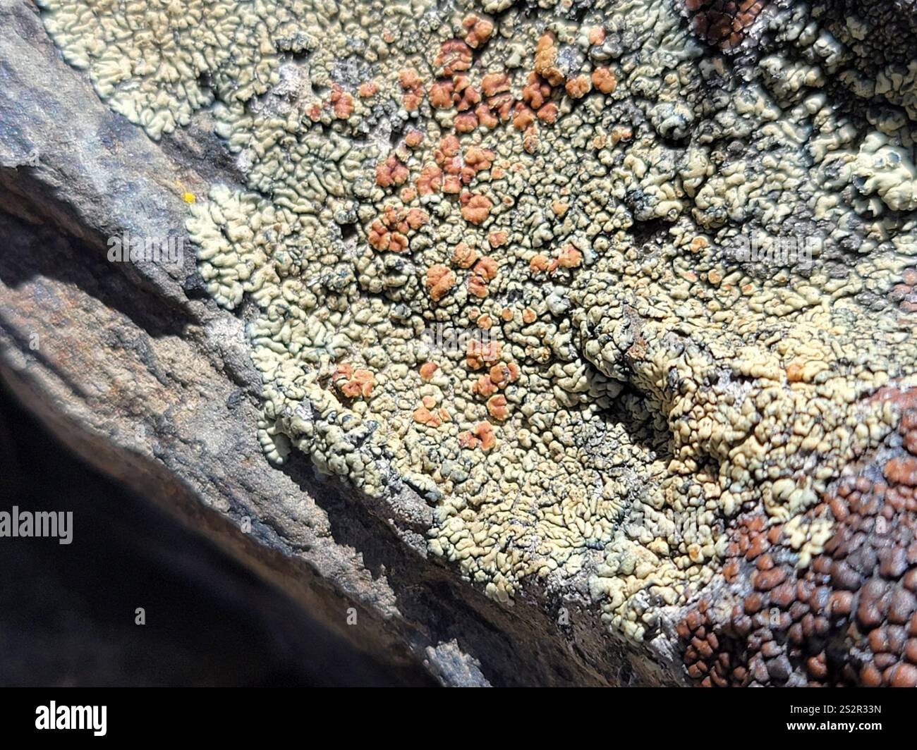 rim lichens, disc lichens, and allies (Lecanoraceae Stock Photo - Alamy