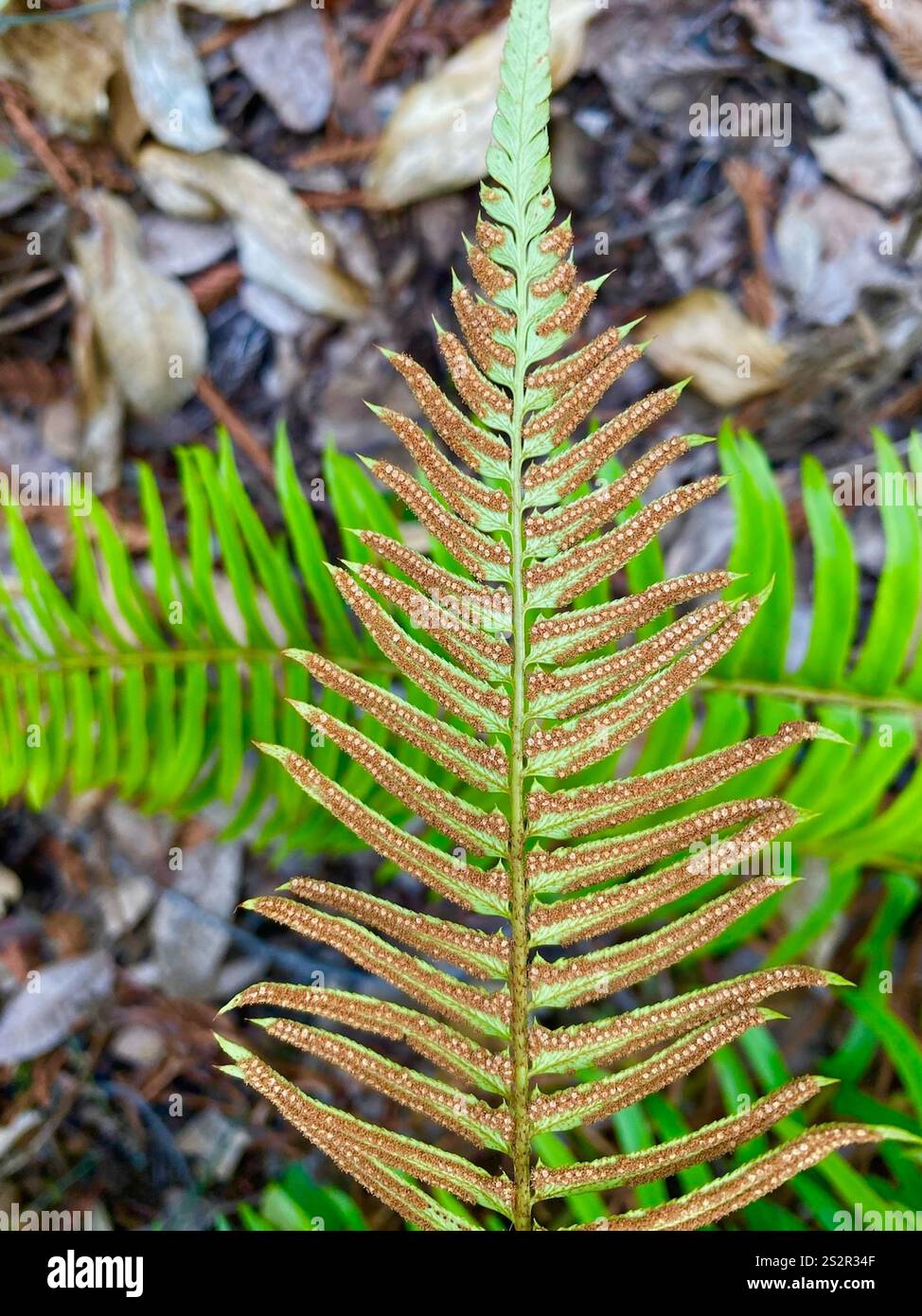 western sword fern (Polystichum munitum Stock Photo - Alamy