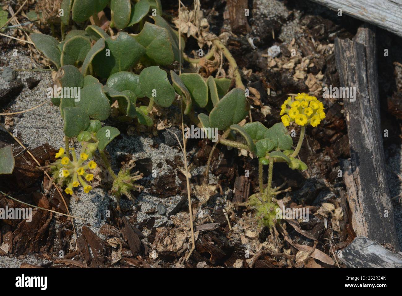 Yellow Sand Verbena (Abronia latifolia Stock Photo - Alamy