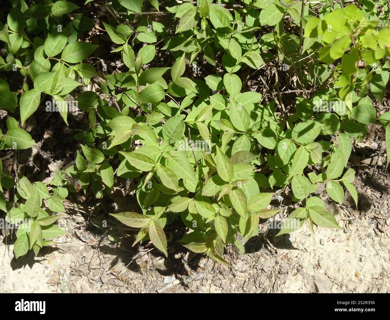 northern bush honeysuckle (Diervilla lonicera Stock Photo - Alamy