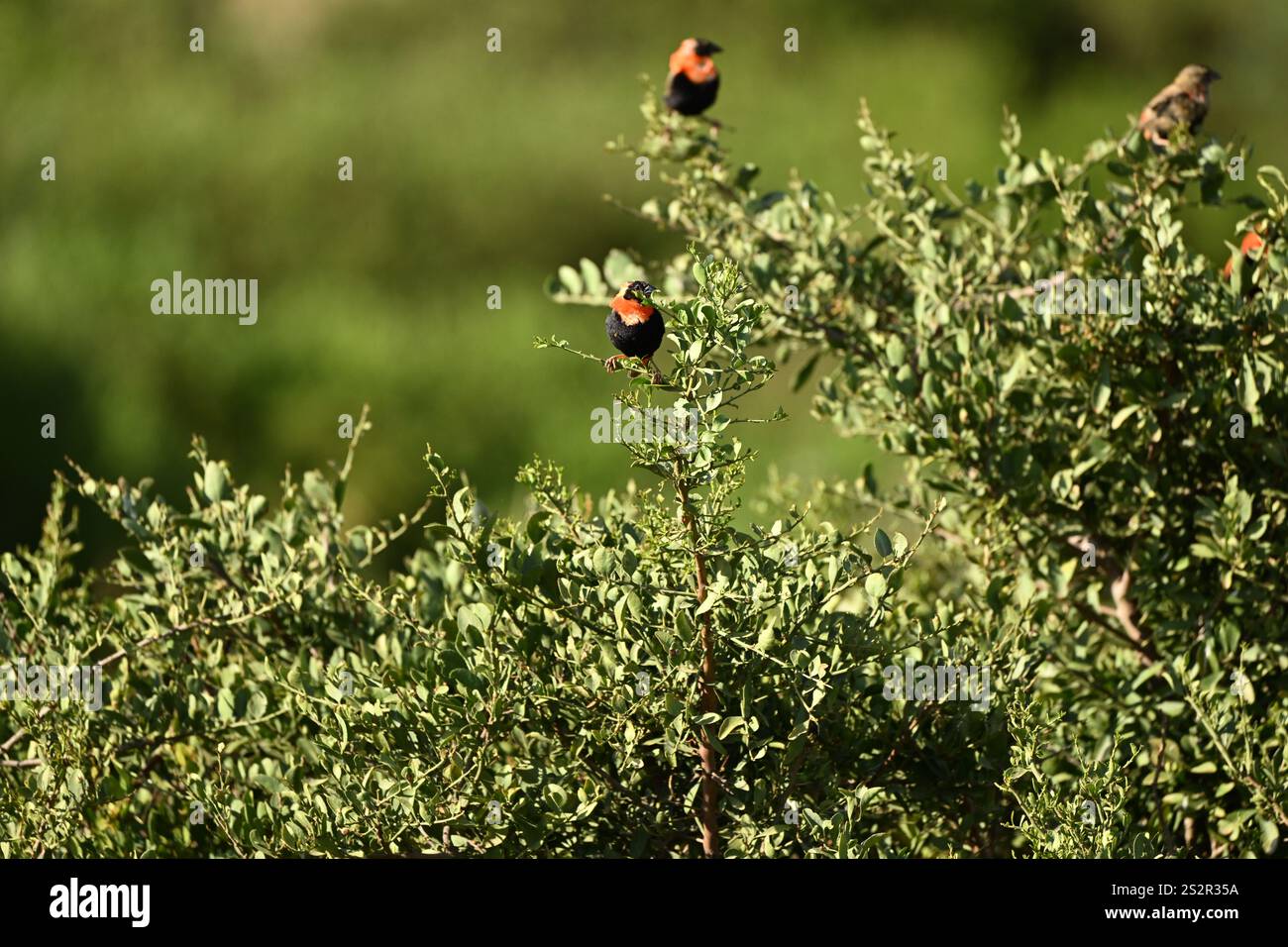 Red bishop bird, south africa Stock Photo - Alamy