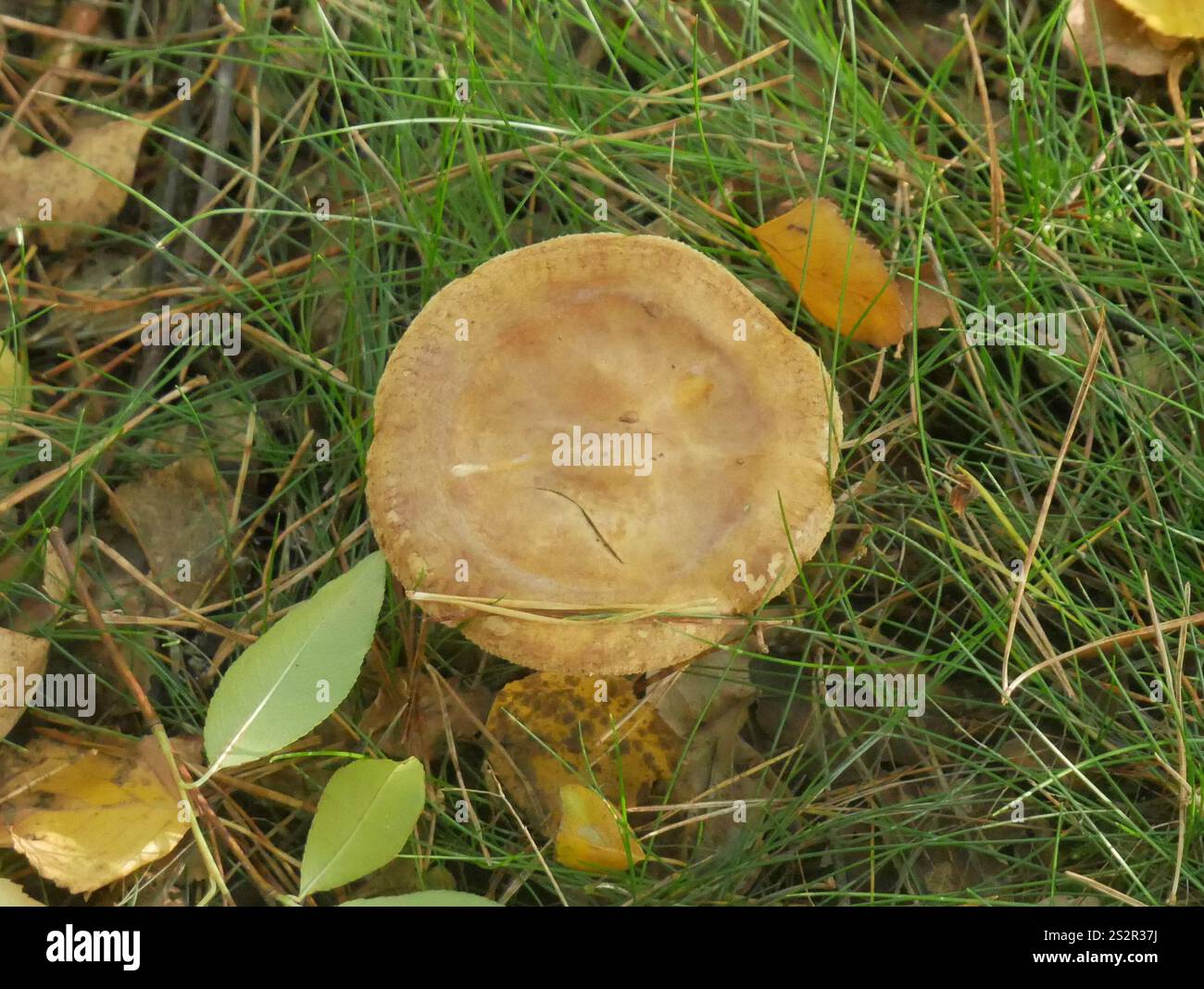 Brown Roll-Rim (Paxillus involutus Stock Photo - Alamy