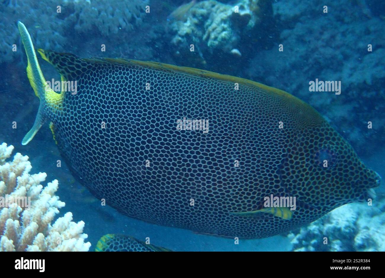 Honeycomb Rabbitfish (Siganus stellatus Stock Photo - Alamy