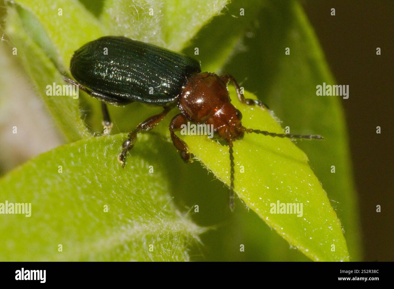Flea Beetles (Alticini Stock Photo - Alamy
