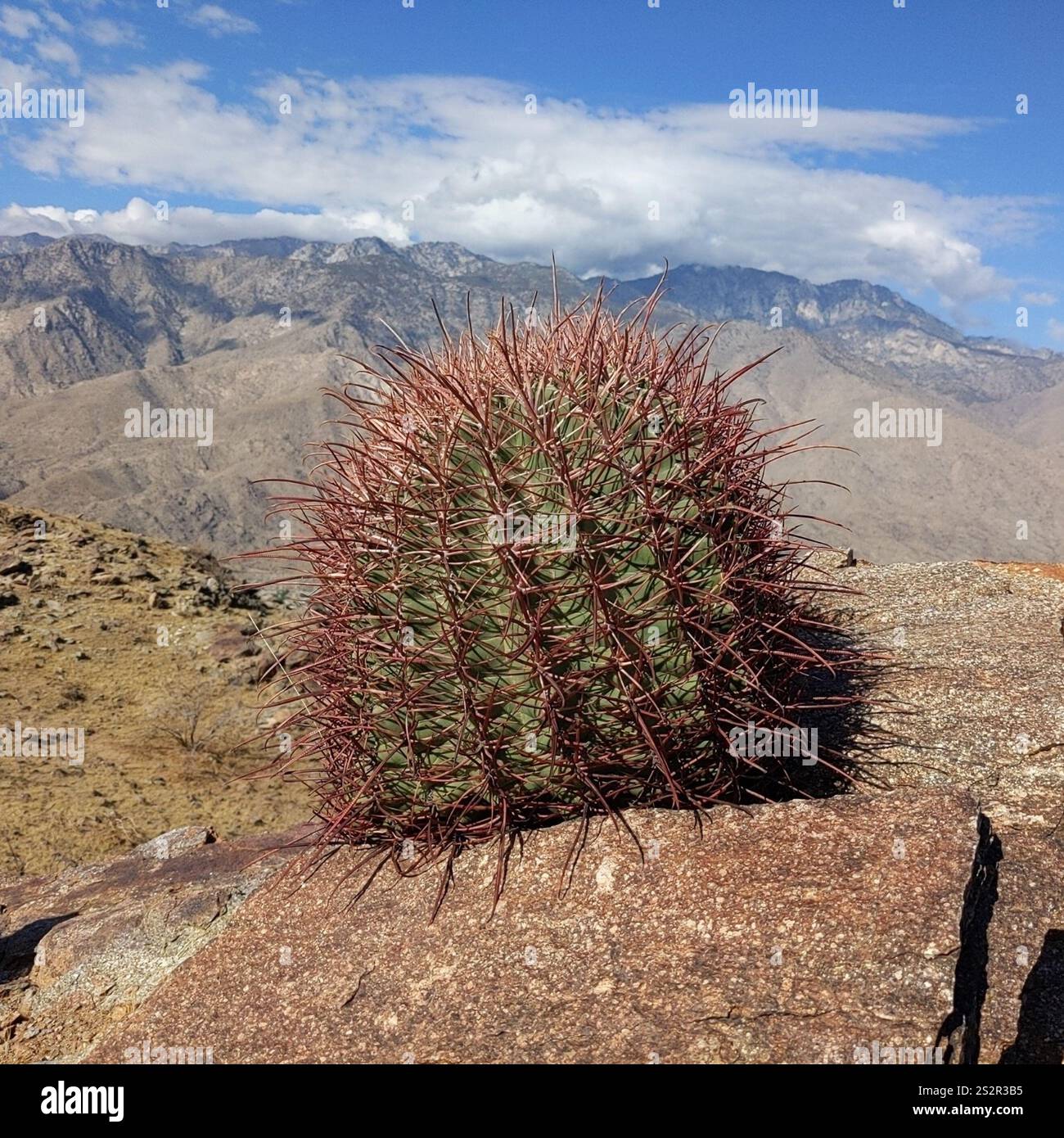 California Barrel Cactus (Ferocactus cylindraceus Stock Photo - Alamy