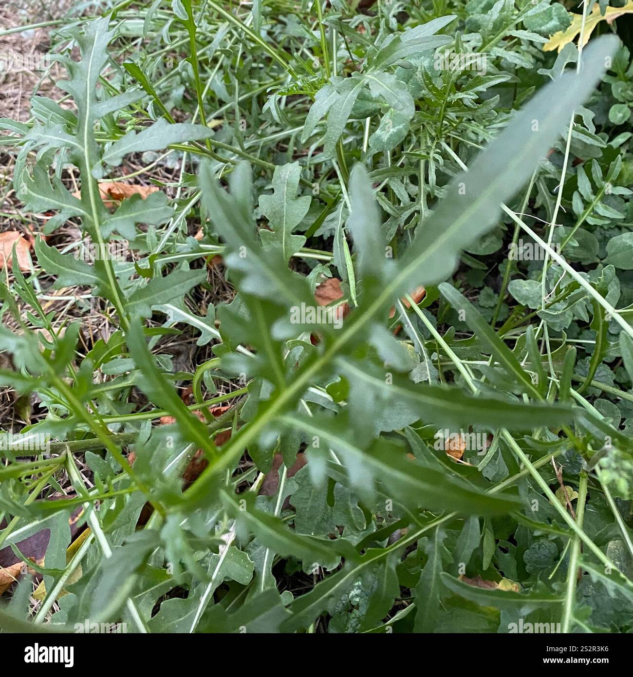 Perennial Wall-rocket (Diplotaxis tenuifolia Stock Photo - Alamy